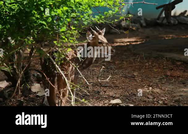 Male chital Stock Videos & Footage - HD and 4K Video Clips - Alamy
