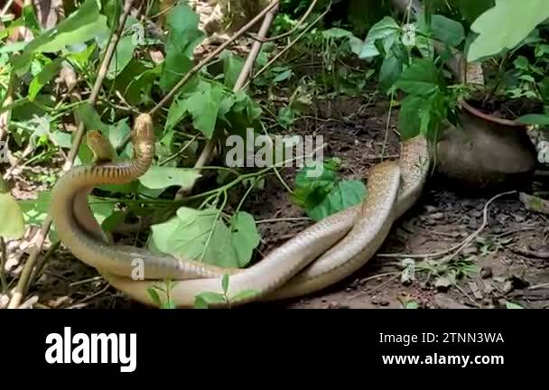 Two Indian rat snakes are mating in an abandoned place in the garden ...