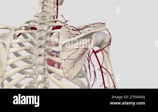 The thoracoacromial artery gives off four branches to supply the ...