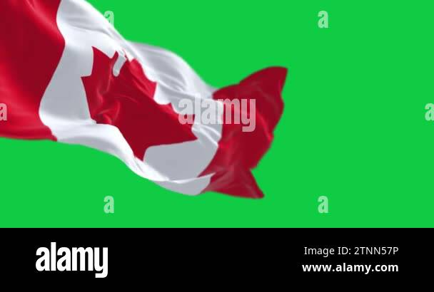 Canada national flag waving on green background. White square in center ...