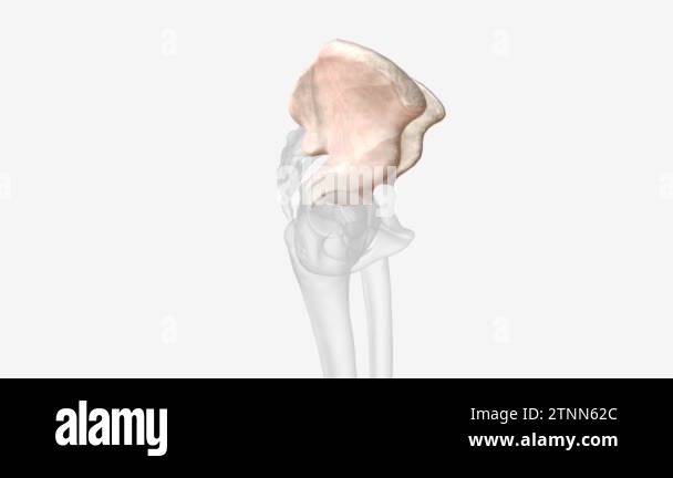 ilium is the widest and largest of the three parts of the hip bone, and ...