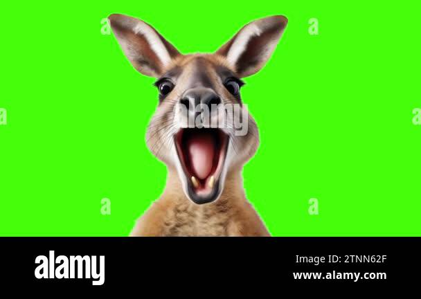 Funny kangaroo video on green screen background Stock Video Footage - Alamy