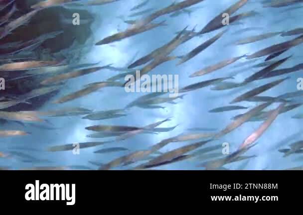 School of fish pattern Stock Videos & Footage - HD and 4K Video Clips ...