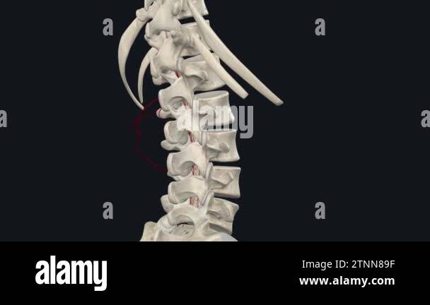 The first left lumbar artery passes posterior to the left crus of the ...