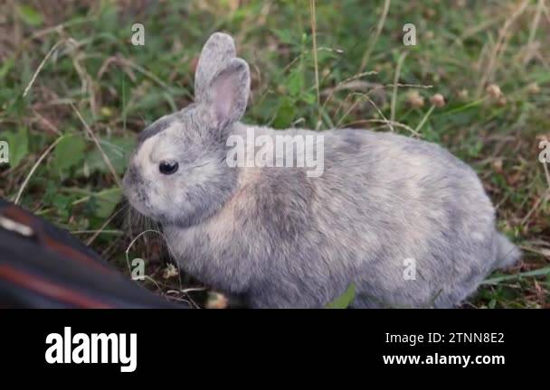Cute fluffy gray rabbit with big ears mustache green grass. colorful ...