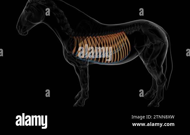 Rib cage sternum anatomy bones Stock Videos & Footage - HD and 4K Video ...