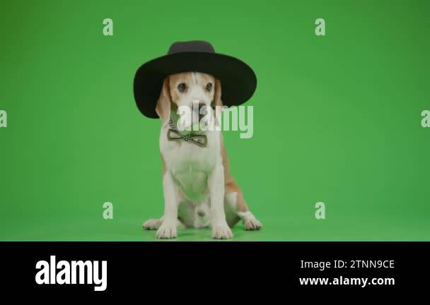 Big dog sitting studio shot Stock Videos & Footage - HD and 4K Video ...