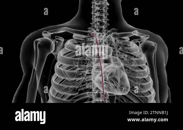 The internal thoracic artery (internal mammary artery) is a long ...