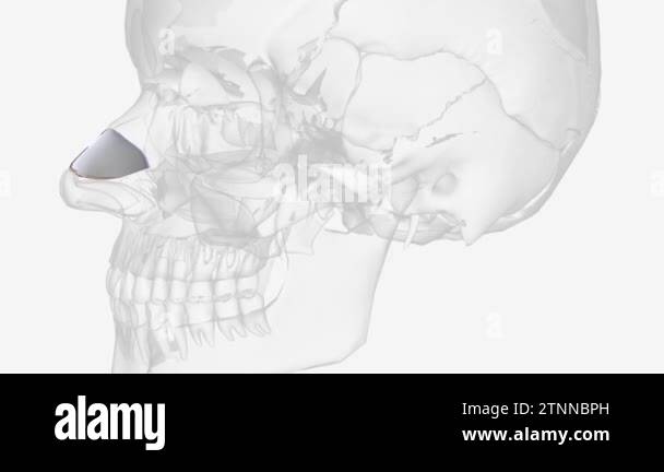 The lateral cartilage is situated below the inferior margin of the ...