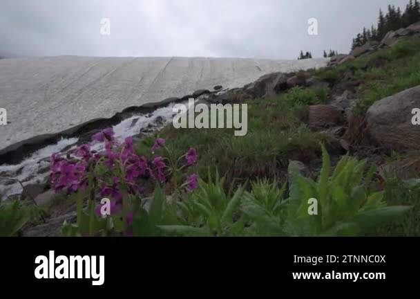 Primrose lake Stock Videos & Footage - HD and 4K Video Clips - Alamy