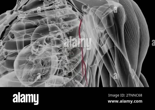 The lateral thoracic artery supplies the axillary lymph nodes, serratus ...