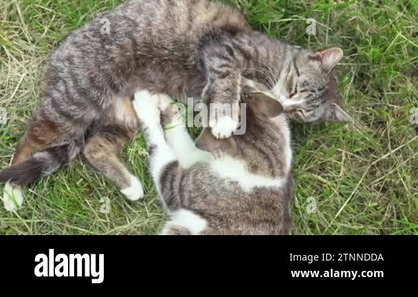 Two cats loving each other - cat loves. Beautiful couple of cats who ...