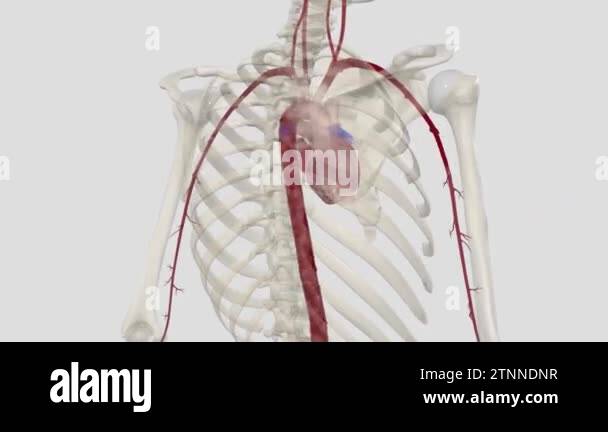 Axillary artery Stock Videos & Footage - HD and 4K Video Clips - Alamy