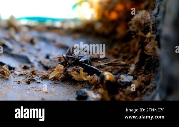 Yellow Wasp dying from an insecticide. Pest Control. European paper ...