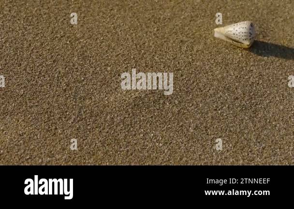 conch on sandy beach,wind blow sand Stock Video Footage - Alamy