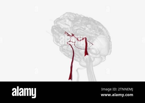 Vascular system forming the cerebral artery circle Stock Video Footage ...