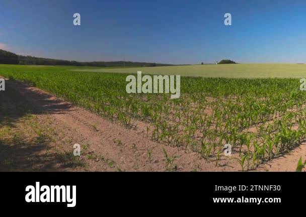 Young green corn plants on farmland in Germany Bavaria region. Green ...