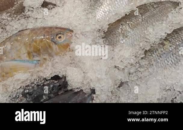 Ice cube fish Stock Videos & Footage - HD and 4K Video Clips - Alamy