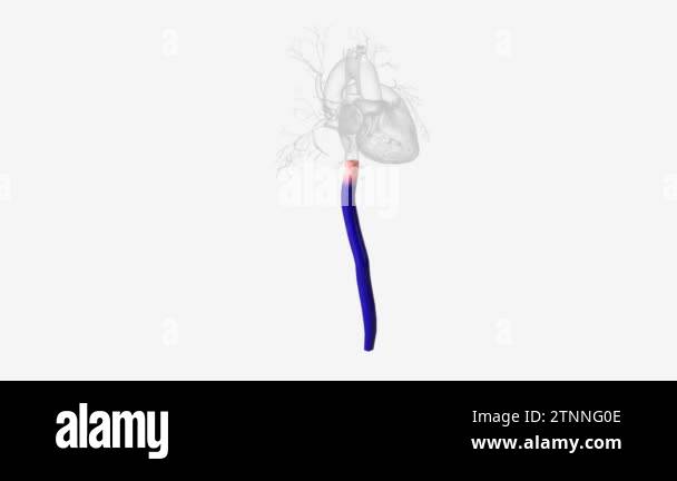 Heart inferior vena cava Stock Videos & Footage - HD and 4K Video Clips ...