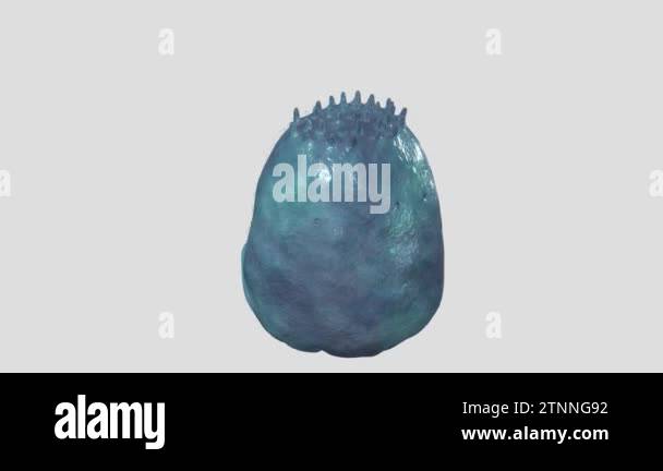 Eukaryotic cells are cells containing membrane-bound organelles and are ...