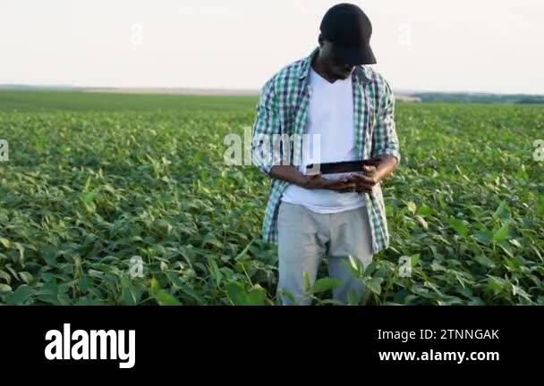 African farmer on soybean field, a man using a tablet to check the crop ...