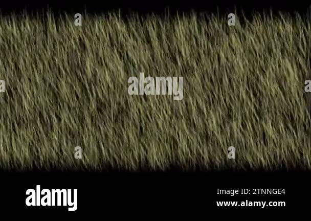 4k Green grass field plant at night,ecology grassy pasture grassland ...