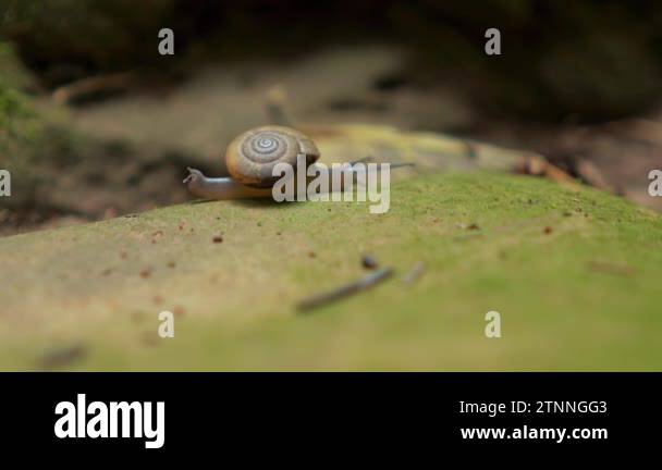 The largest edible rainforest snail, or escargot, is the smallest ...