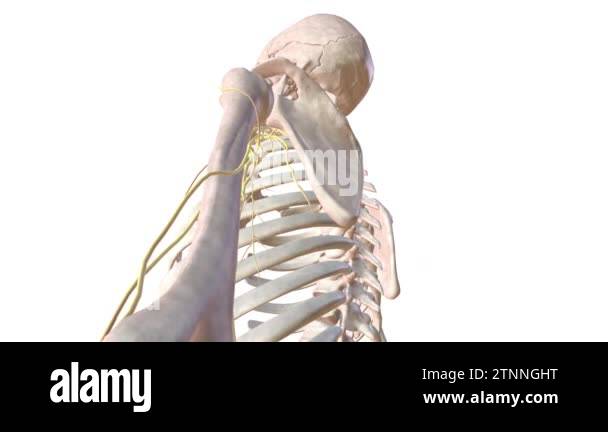 The human skeletal system and the nervous system in the left arm Stock ...