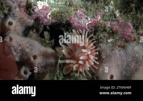 Sea anemones in unique underwater environment of Barents Sea. Bright ...