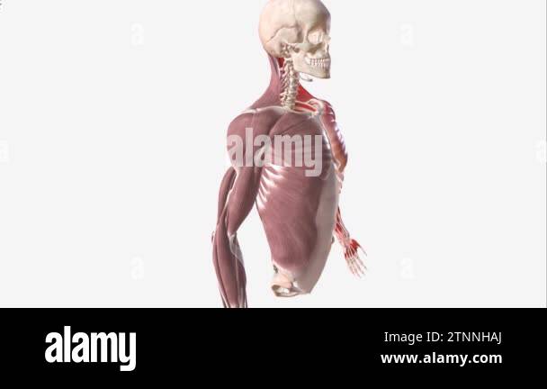 The muscles of the upper limb can be divided into 6 different regions ...