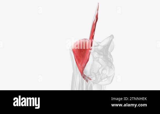 The iliacus and psoas major forming the iliopsoas muscle Stock Video ...
