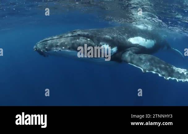 Humpback whales underwater of Pacific Ocean. Giant animal Megaptera ...