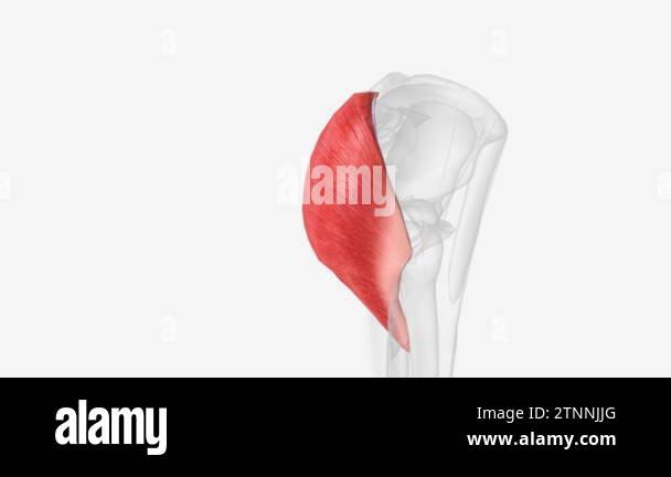 The gluteus maximus is the most superficial and largest of the three ...