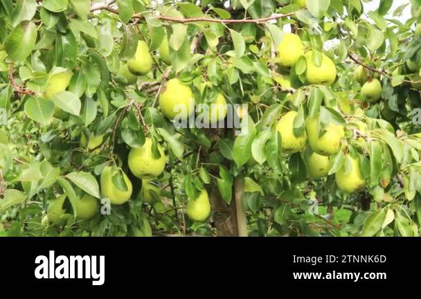 Green pears grow on a tree in a farmers garden.Concept farm, agronomist ...