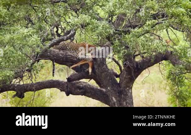 Leopard eating prey Stock Videos & Footage - HD and 4K Video Clips - Alamy