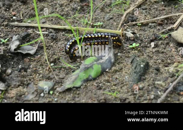 Millipede in rainy season. Big Black Millipedes. It is a spiral insect ...