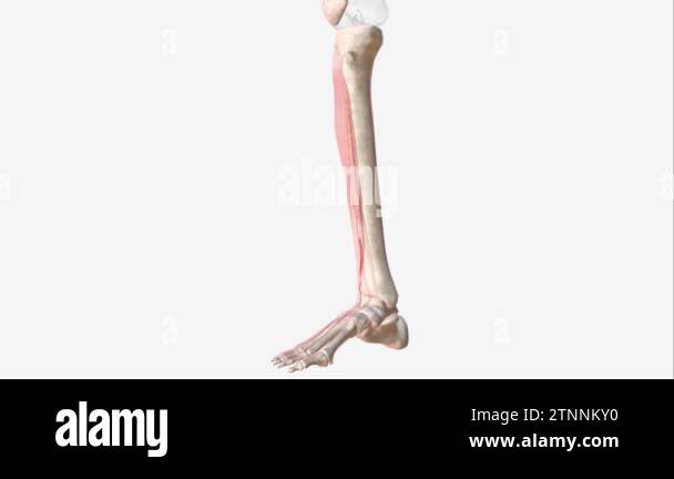 The extensor hallucis longus muscle is a thin skeletal muscle, situated ...