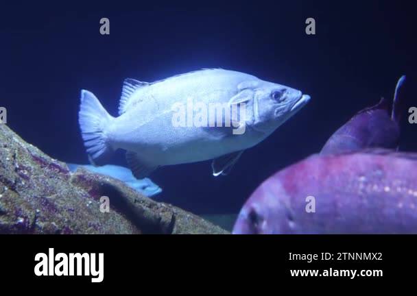 Large scale oceanarium of marine life with many species of underwater ...