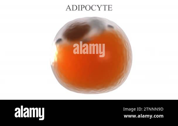 Adipocyte structure. 3d animation showing the names of the main ...