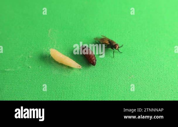 Life cycle of a fly Stock Videos & Footage - HD and 4K Video Clips - Alamy