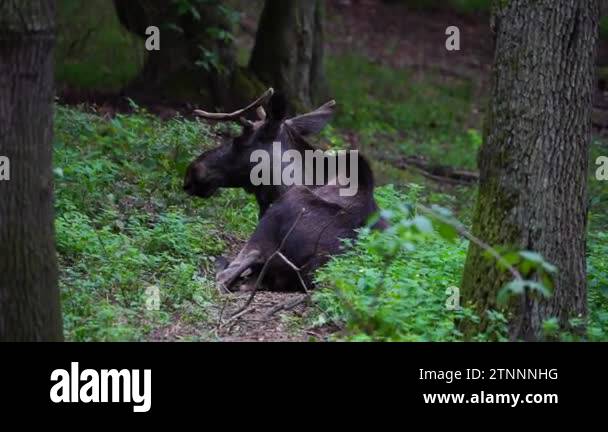 Moose in zoo Stock Videos & Footage - HD and 4K Video Clips - Alamy