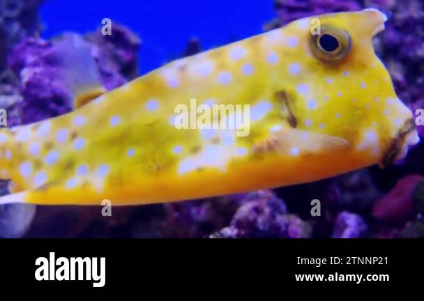 Variety of boxfish from the family ostraciidae Stock Videos & Footage ...
