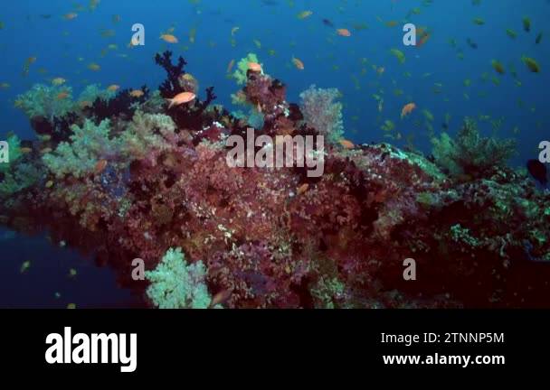 Marine life migration patterns Stock Videos & Footage - HD and 4K Video ...