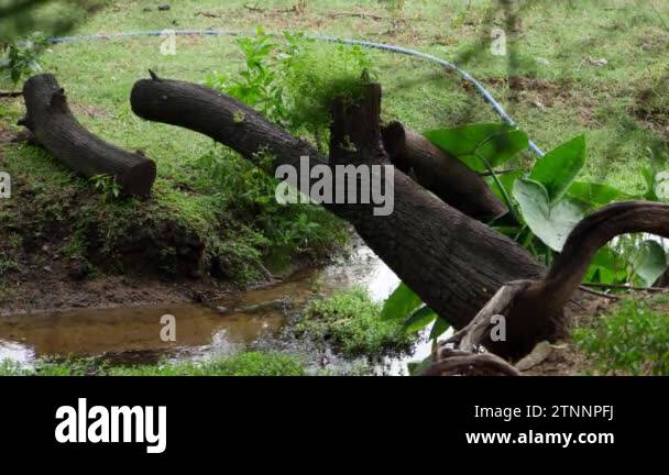 Waterlogged tree Stock Videos & Footage - HD and 4K Video Clips - Alamy