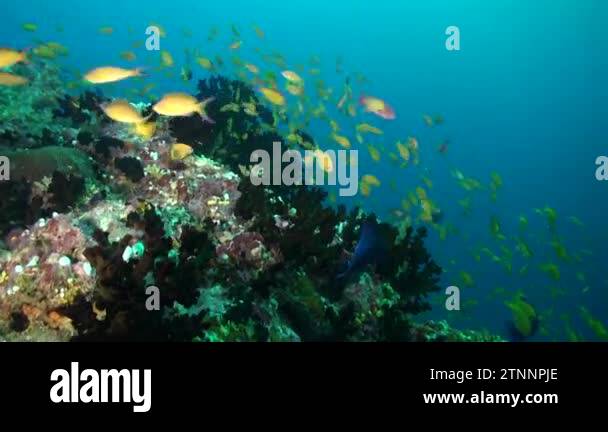 School of small yellow fish glides along underwater currents of ...