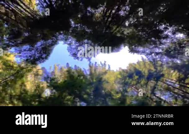 Nature sky sun beam trees Stock Videos & Footage - HD and 4K Video ...