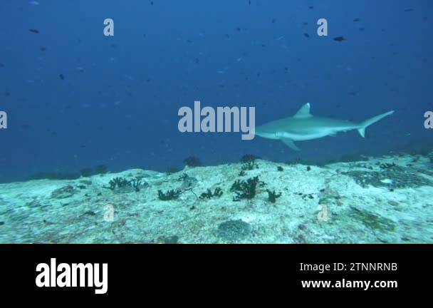 Shark protection Stock Videos & Footage - HD and 4K Video Clips - Alamy