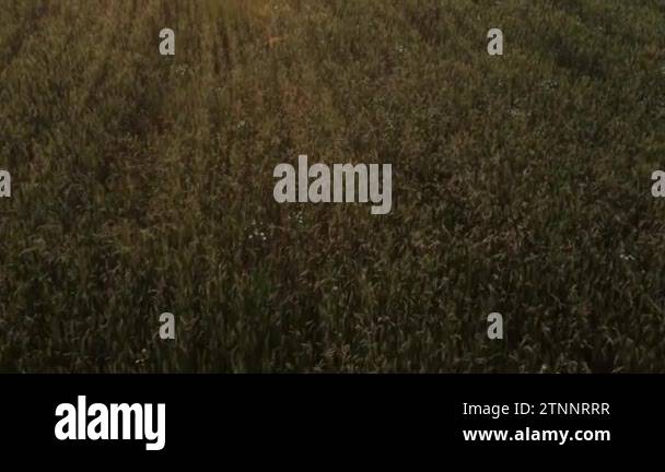 Overharvest Stock Videos & Footage - HD and 4K Video Clips - Alamy