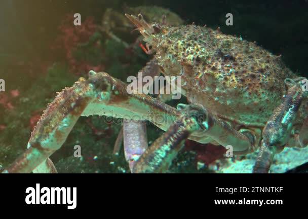 The Japanese spider crab is the largest living crab species, ultra hd ...