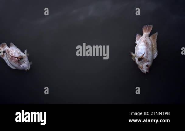 Fish In The River is motion footage for documentary films and cinematic ...